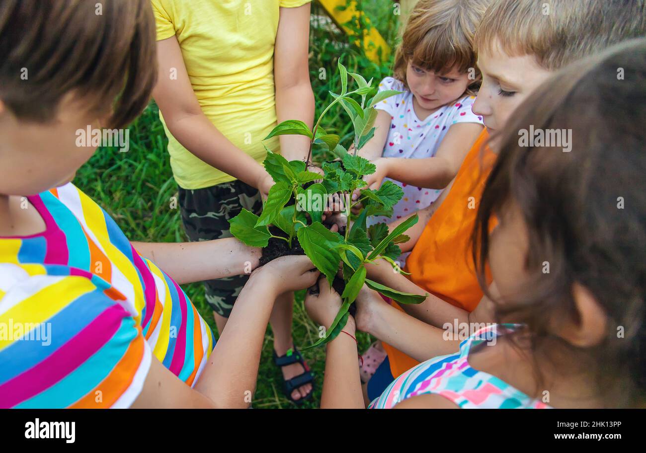 Children watch plant trees, hold in their hands. Selective focus Stock ...