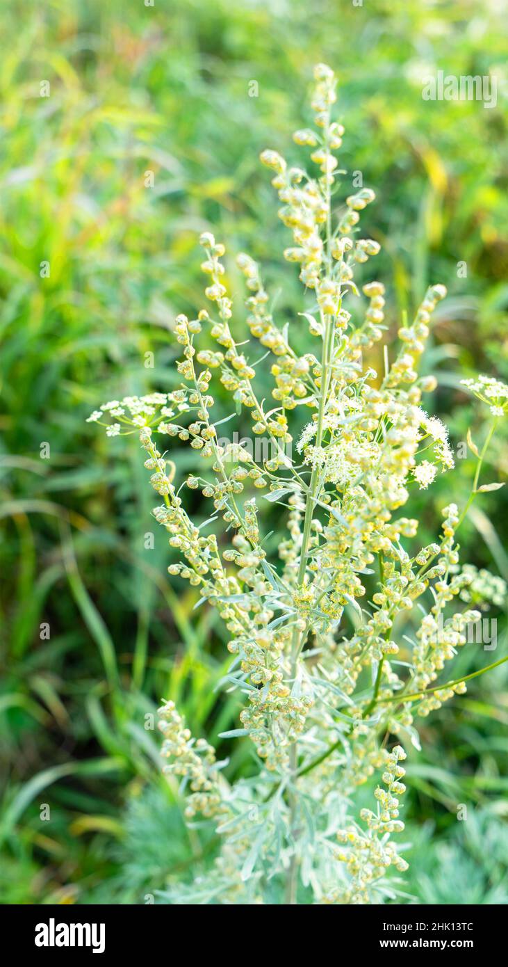 Wormseed hi-res stock photography and images - Alamy