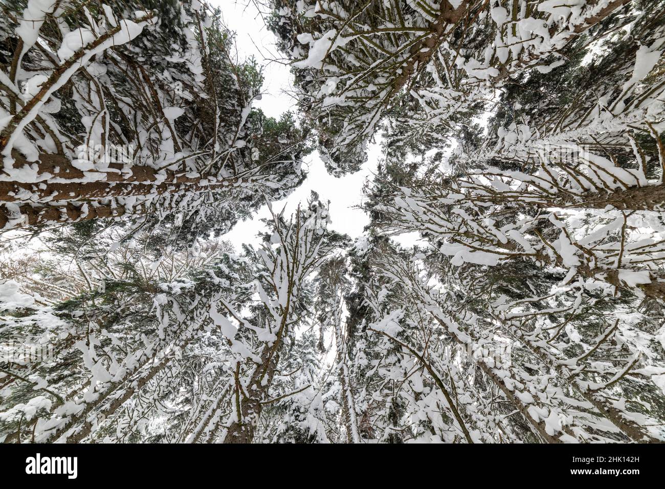 Winter snowy day in a beautiful forest. Big trees landscape with snow ...
