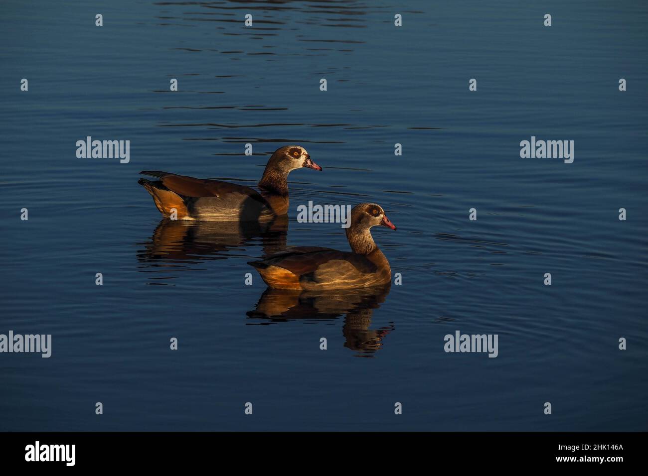 Egyptian geese alopochen aegyptiaca hi-res stock photography and images ...