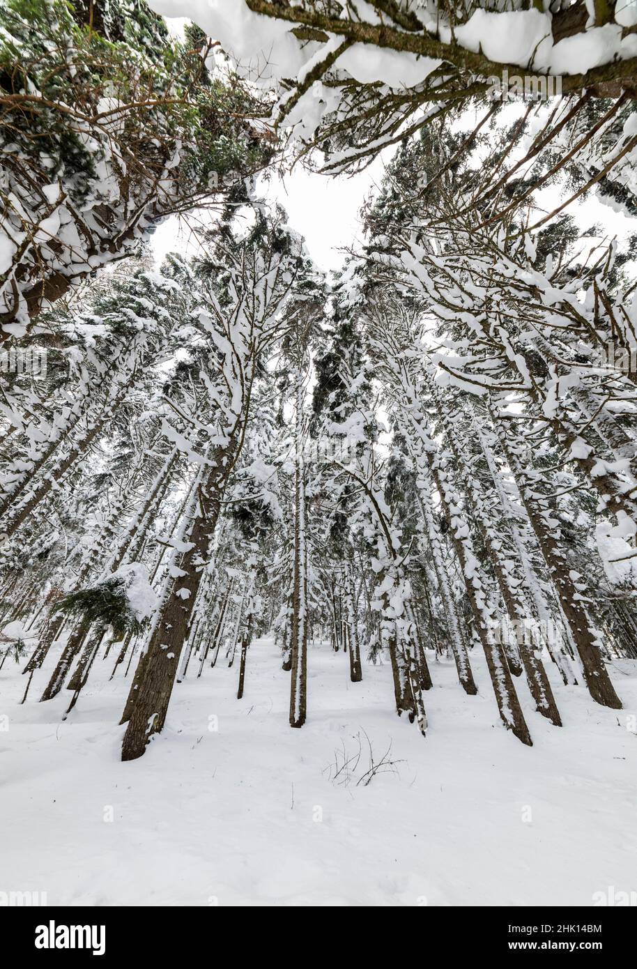 Winter snowy day in a beautiful forest. Big trees landscape with snow ...