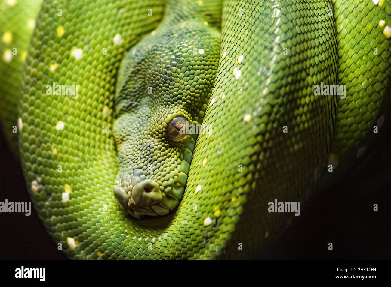 Green python snake on a branch with green leaves. A green python hangs ...