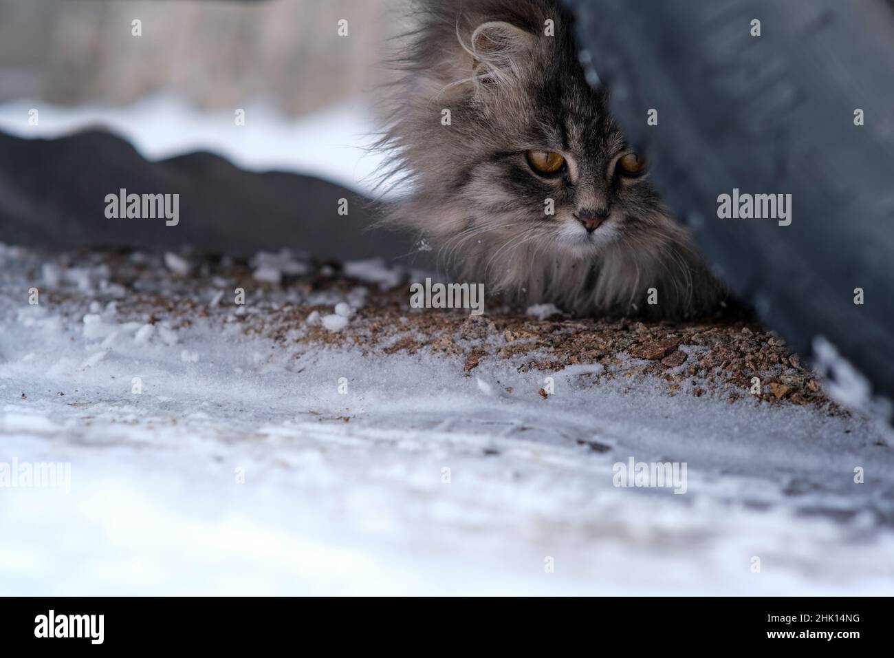 Curious gray maine cat hi-res stock photography and images - Alamy