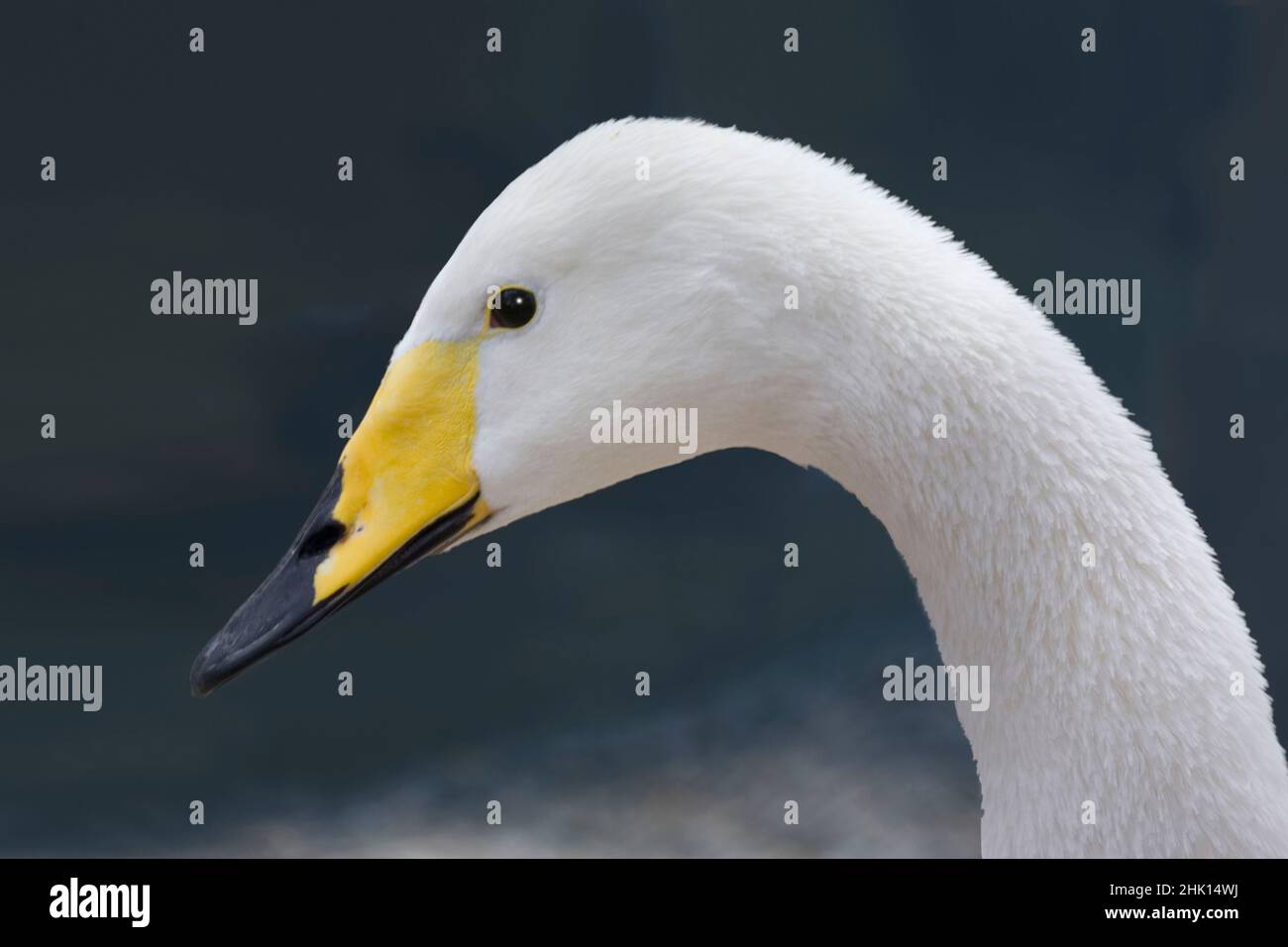 A Close up profile of a Whooper Swan, Cygnus cygnus Stock Photo - Alamy
