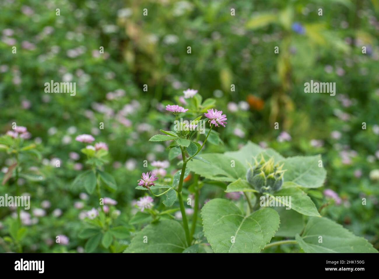 the reversed or persian clover with pink blossoms as green manure and ...