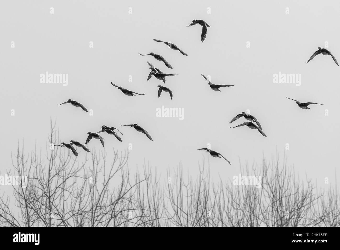 Flock of birds flying above the trees Stock Photo - Alamy