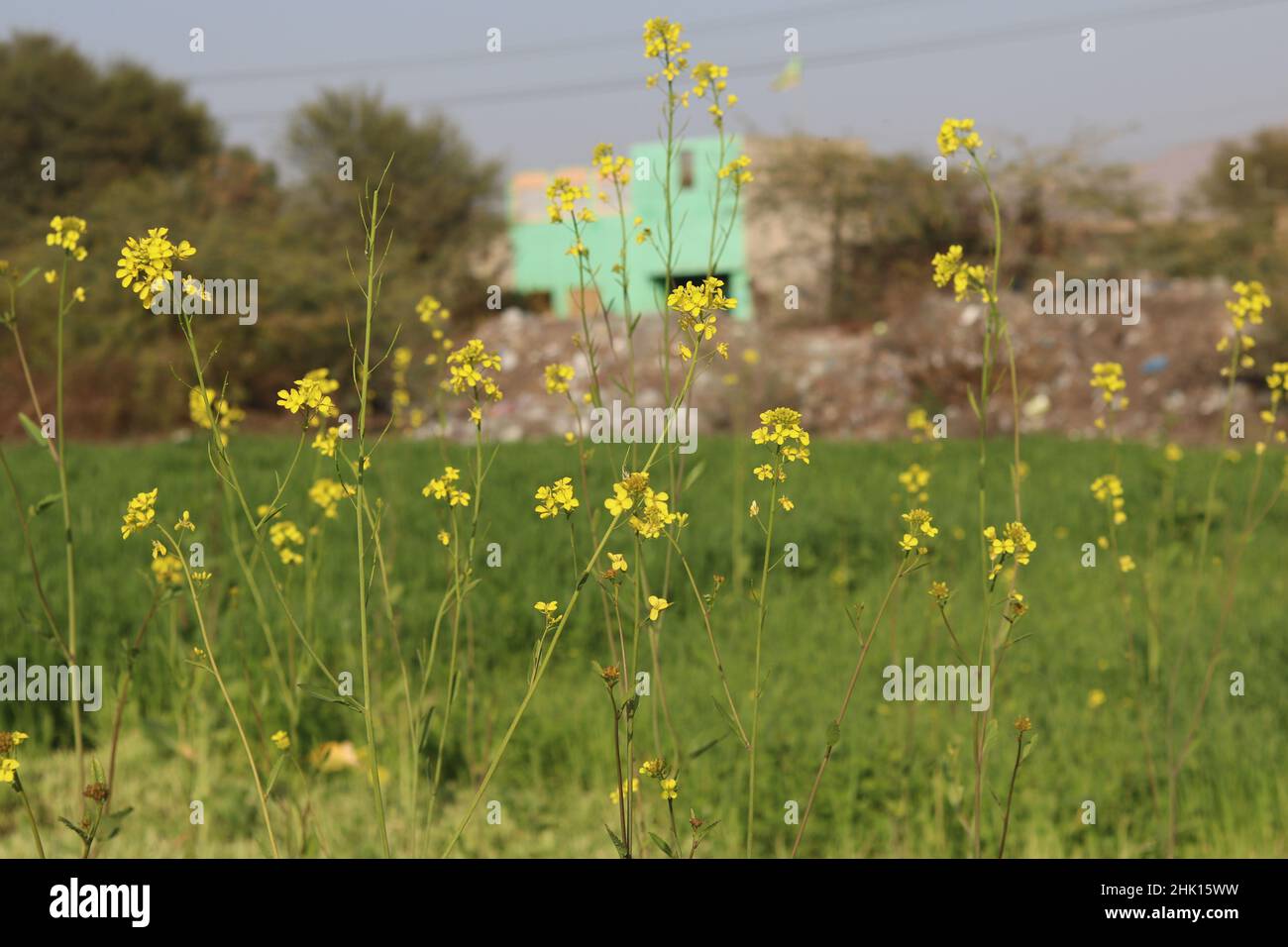 close up of blooming canola yellow flowers free to downloads Stock ...