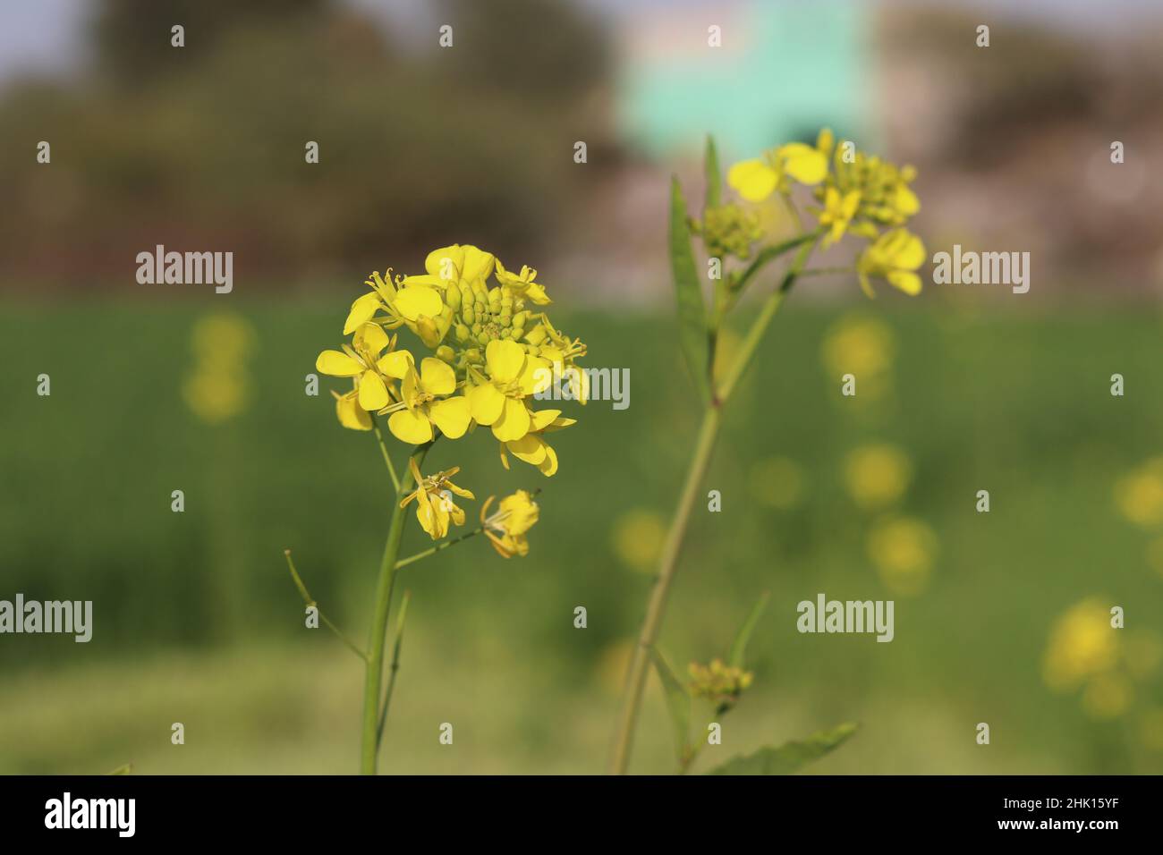 close up of blooming canola yellow flowers free to downloads Stock ...