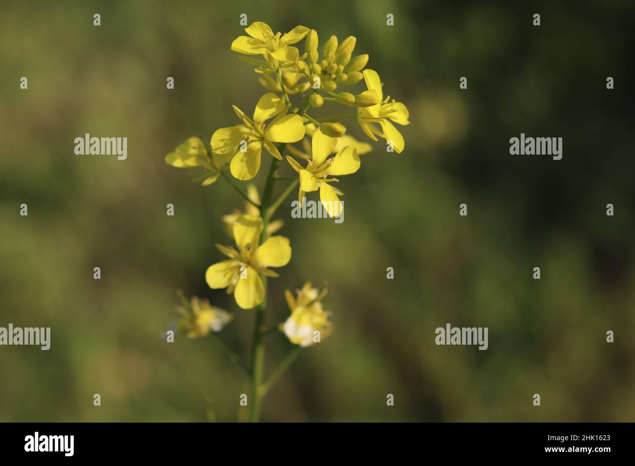 close up of blooming canola yellow flowers free to downloads Stock ...