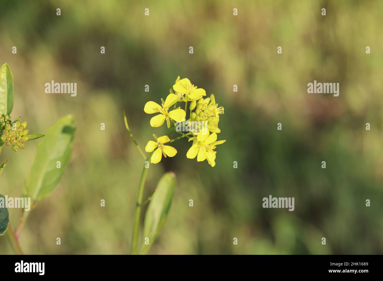 close up of blooming canola yellow flowers free to downloads Stock ...