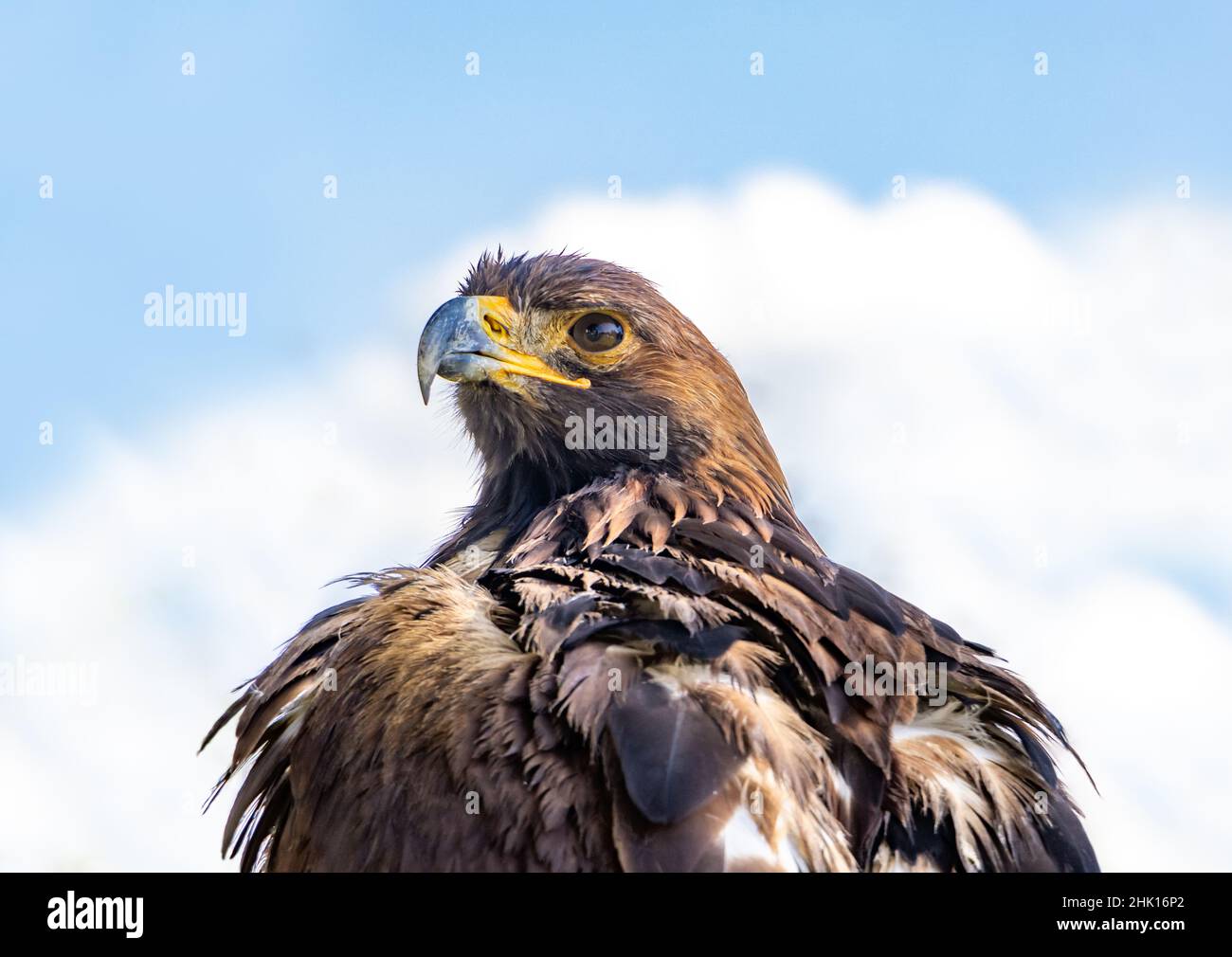 The portrait of The Golden Eagle (Aquila chrysaetos) on a blue ...