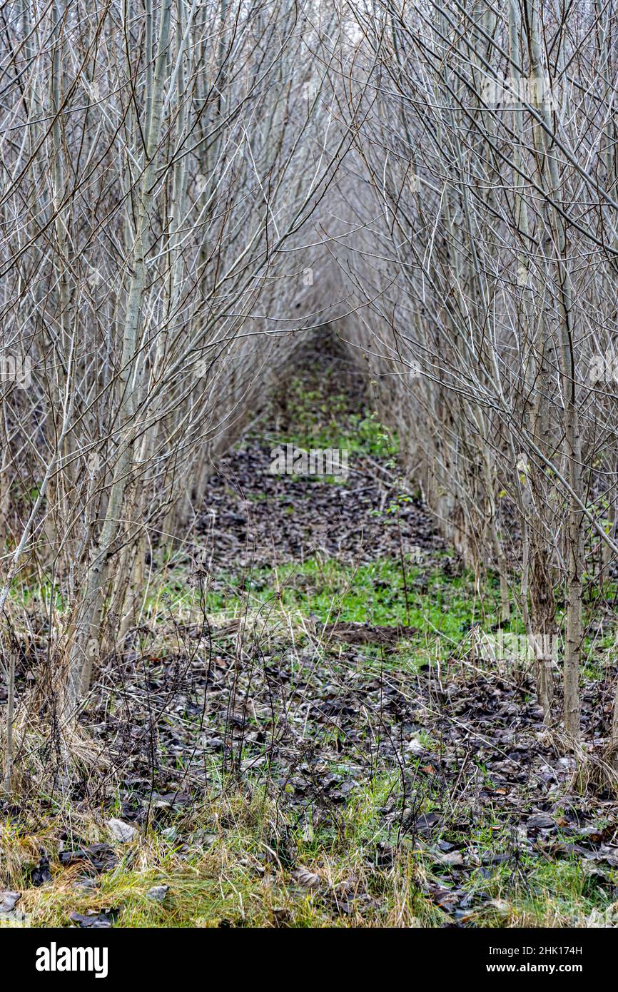 Perspective view line tree hi-res stock photography and images - Alamy