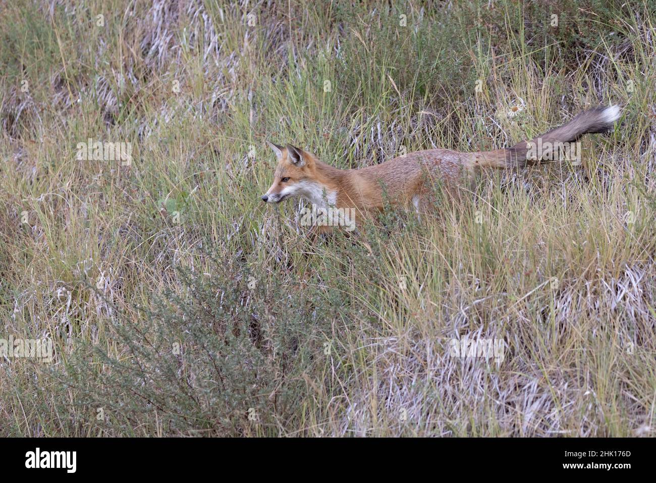 Red fox on a meadow, in Italy, Abruzzo Stock Photo - Alamy