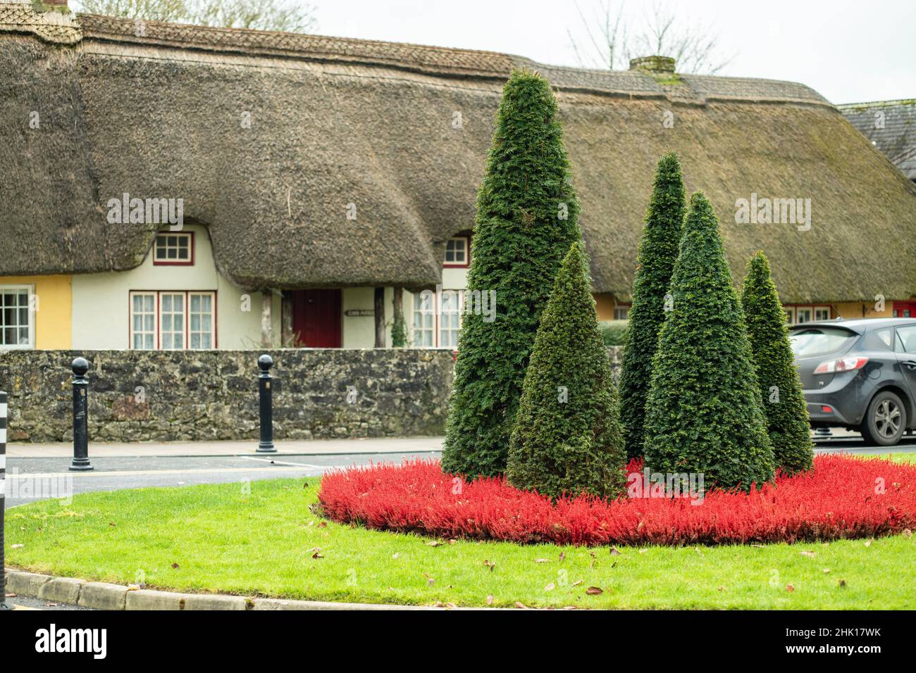 Green conifers standing in red flowers against old buildings Stock ...
