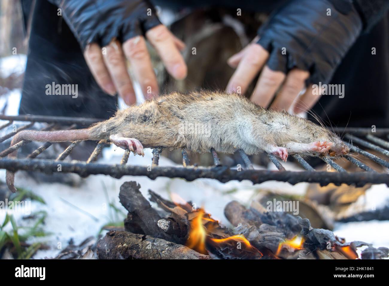 Rat hands hi-res stock photography and images - Alamy