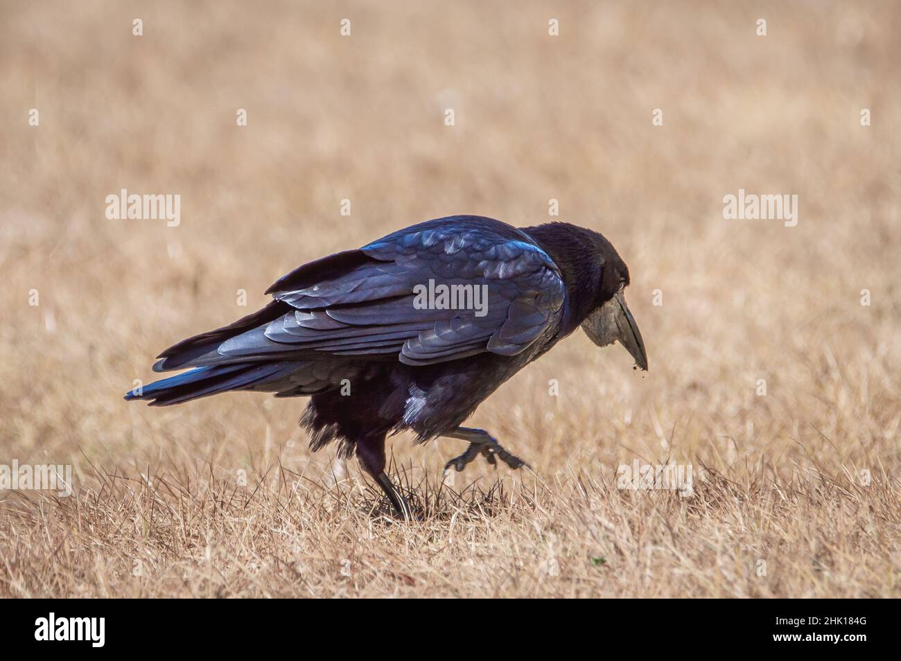 Rook hunting in dried grass Stock Photo - Alamy