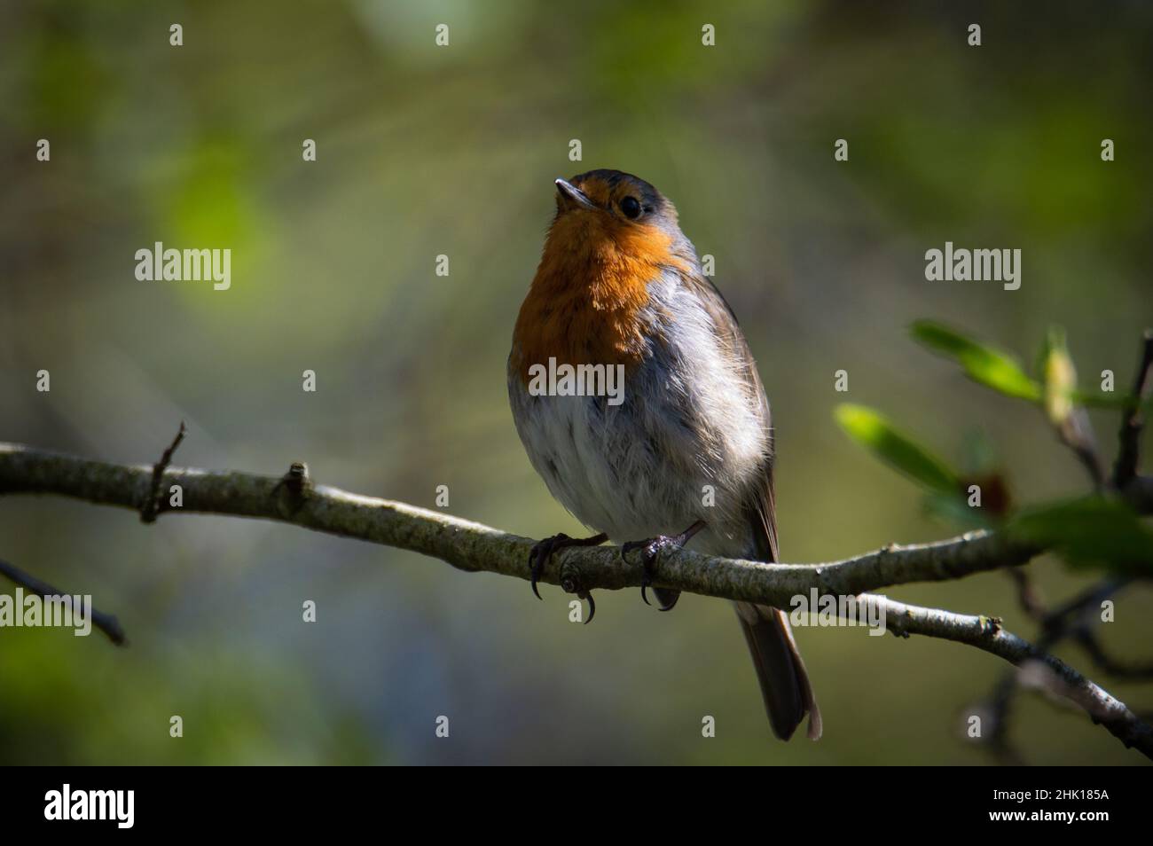 Robin partially in the shadows Stock Photo - Alamy