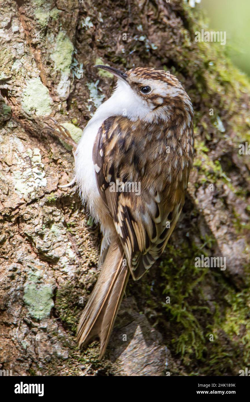 Tree Creeper on the base of a tree Stock Photo - Alamy
