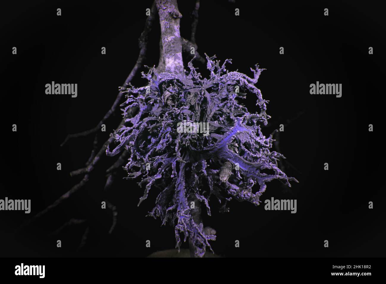 Macro of Lichen in the Ultraviolet spectrum Stock Photo - Alamy