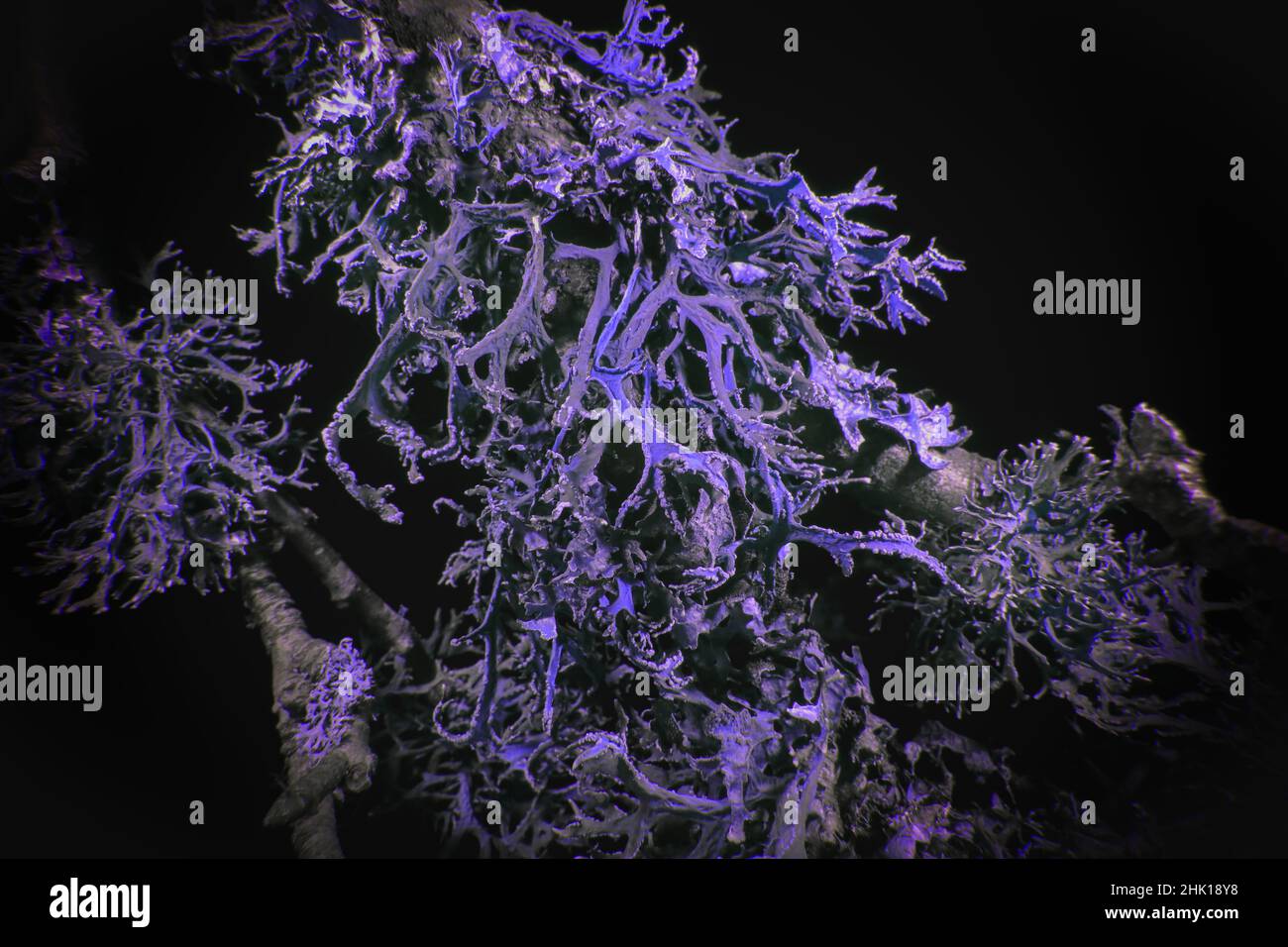 Macro of Lichen in the Ultraviolet spectrum Stock Photo - Alamy