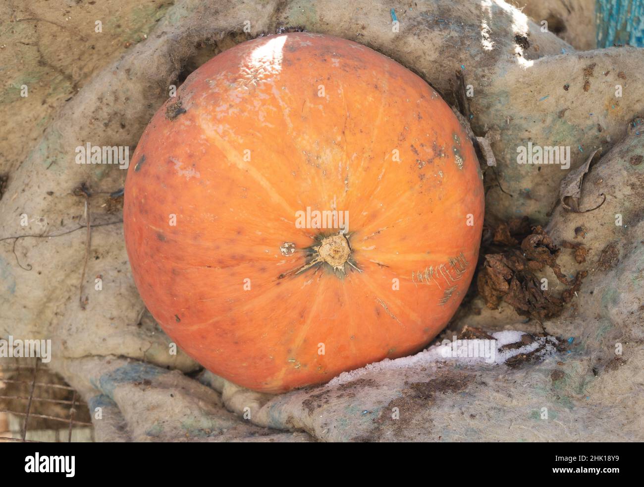 A pupkin in the process of rotting Stock Photo - Alamy