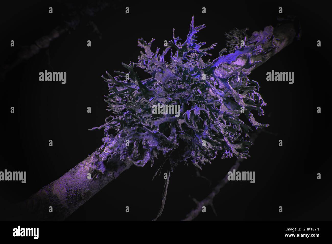 Macro of Lichen in the Ultraviolet spectrum Stock Photo - Alamy