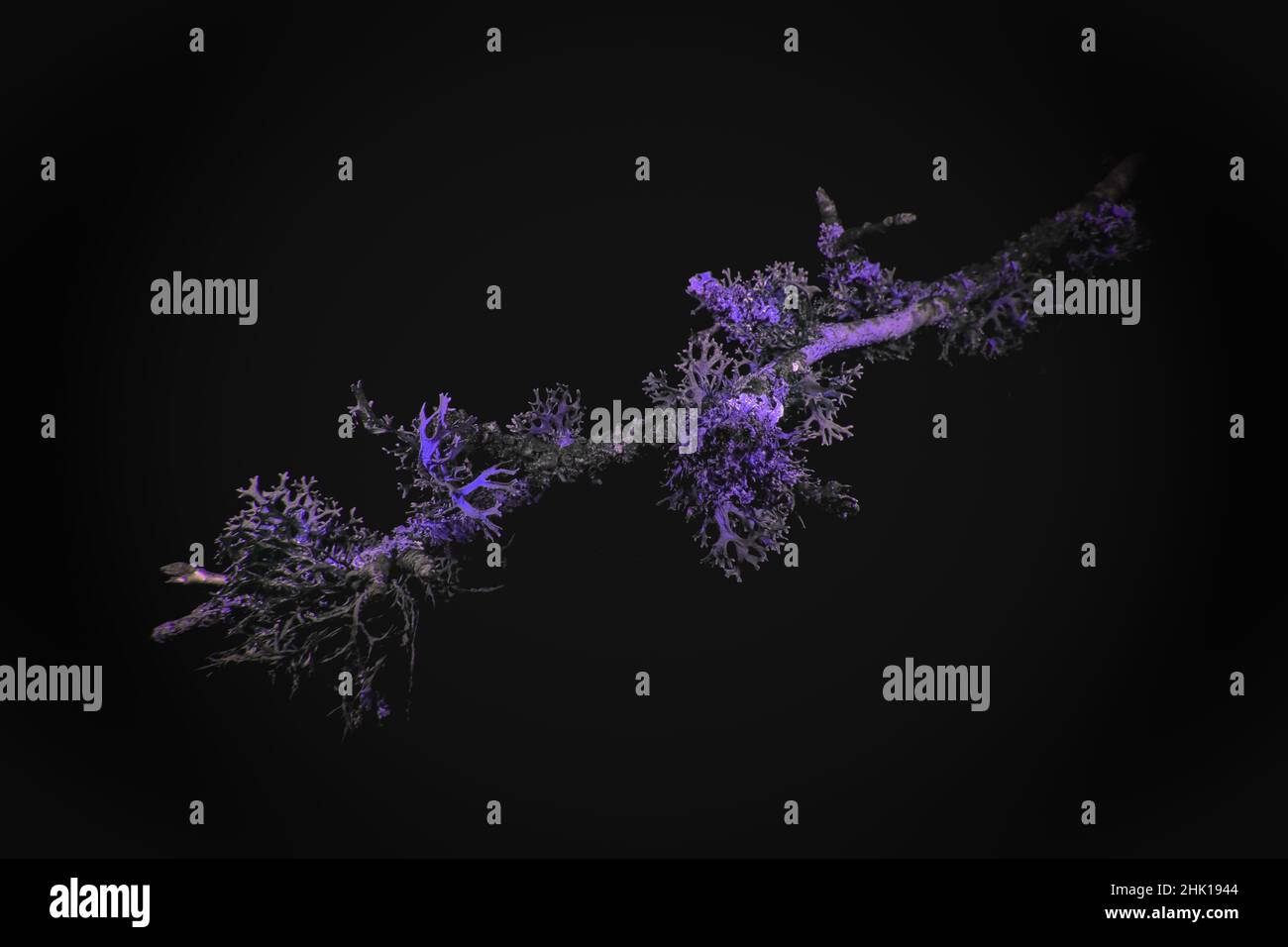 Macro of Lichen in the Ultraviolet spectrum Stock Photo - Alamy