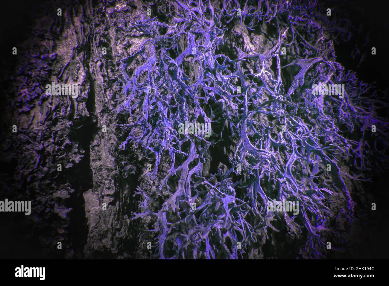 Macro of Lichen in the Ultraviolet spectrum Stock Photo - Alamy