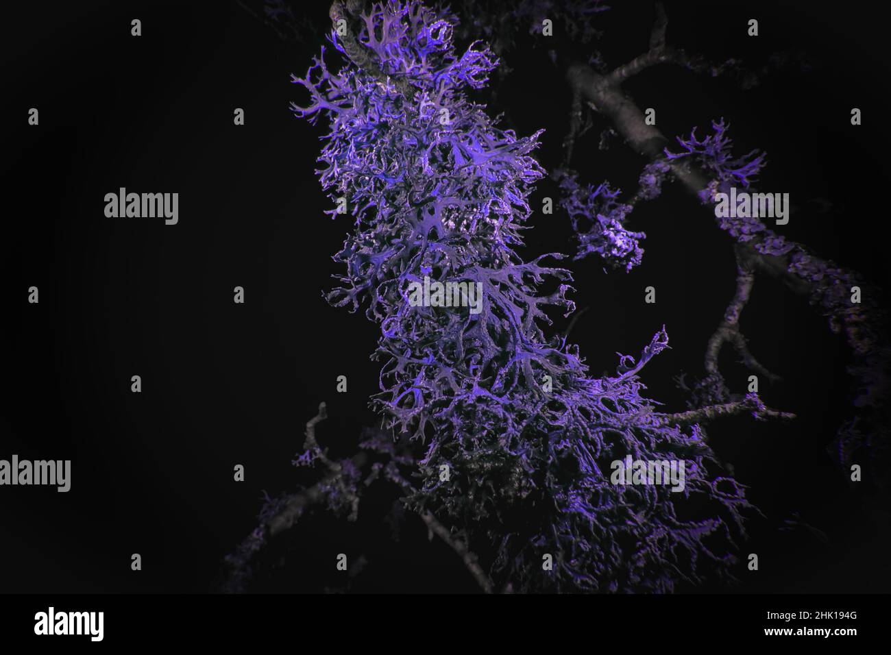Macro of Lichen in the Ultraviolet spectrum Stock Photo - Alamy