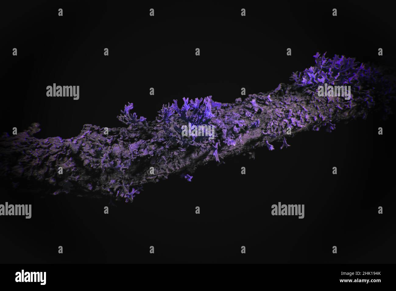 Macro of Lichen in the Ultraviolet spectrum Stock Photo - Alamy