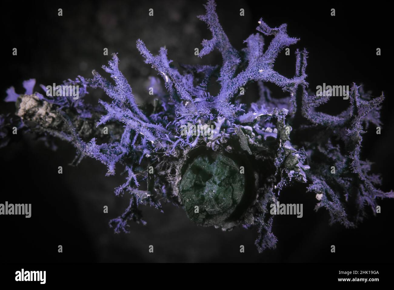 Macro of Lichen in the Ultraviolet spectrum Stock Photo - Alamy