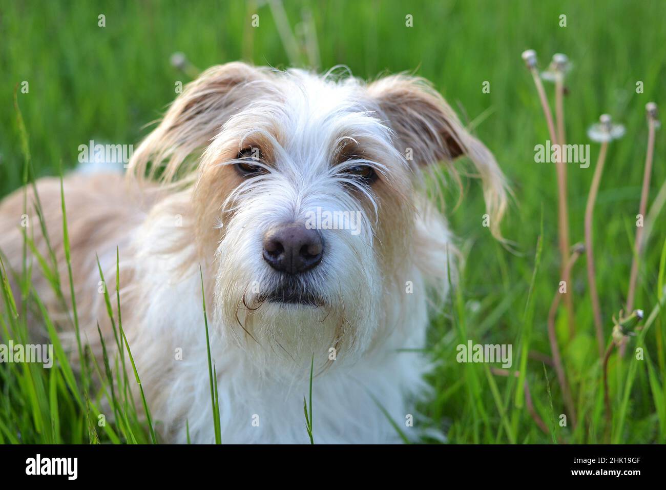 Russell Terrier lies in the grass Stock Photo - Alamy