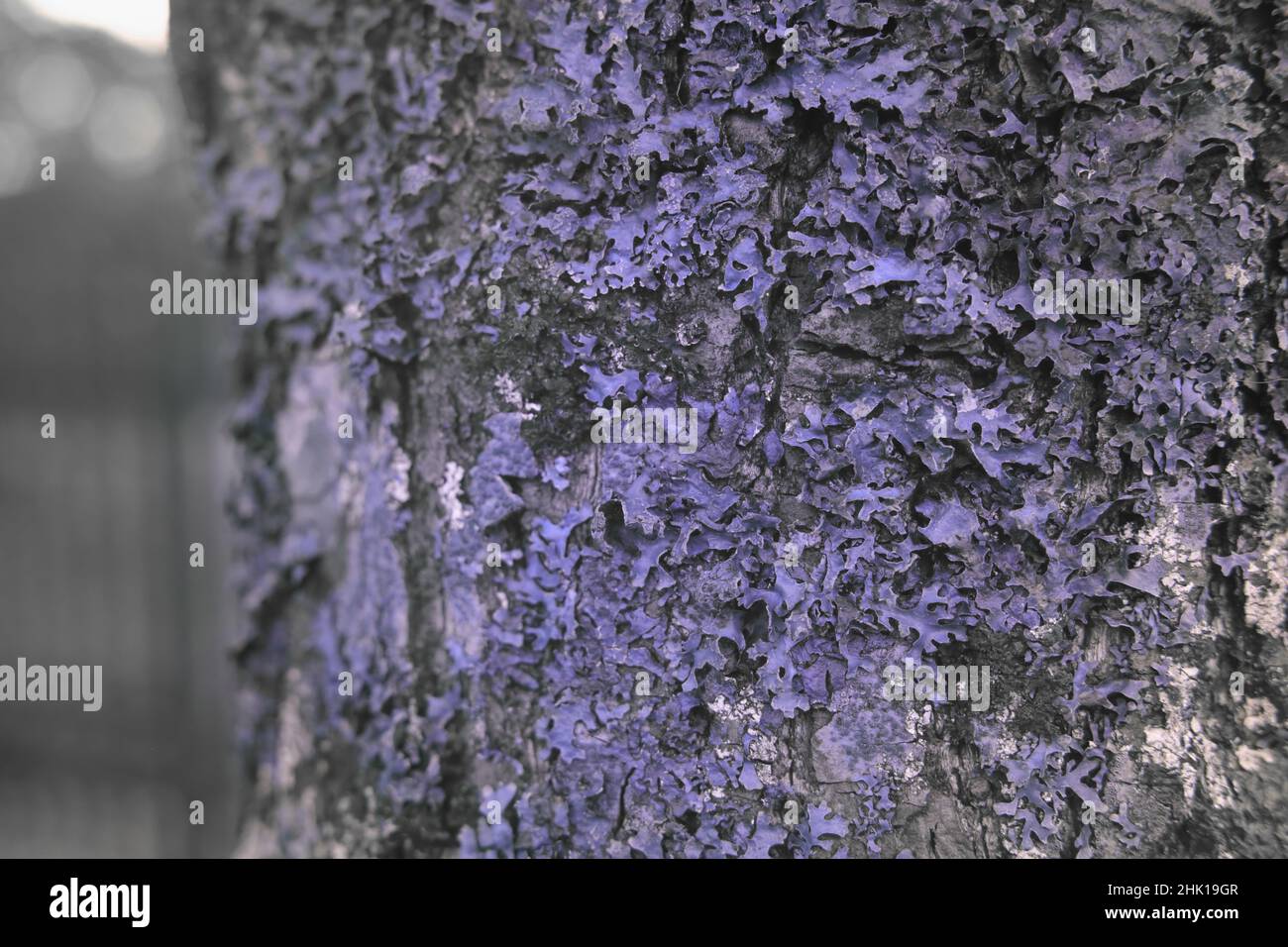 Macro of Lichen in the Ultraviolet spectrum Stock Photo - Alamy