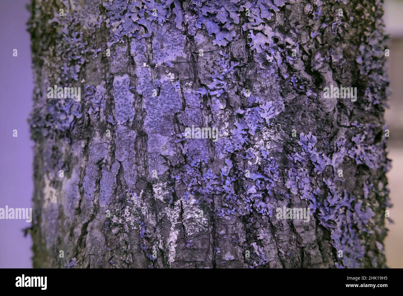 Macro of Lichen in the Ultraviolet spectrum Stock Photo - Alamy