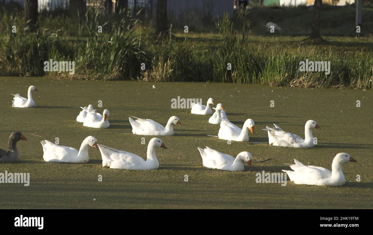 Many geese swim in the small pond with algae bloom. Beautiful natural ...