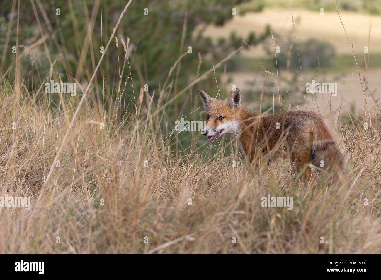 Red fox on a meadow hi-res stock photography and images - Alamy