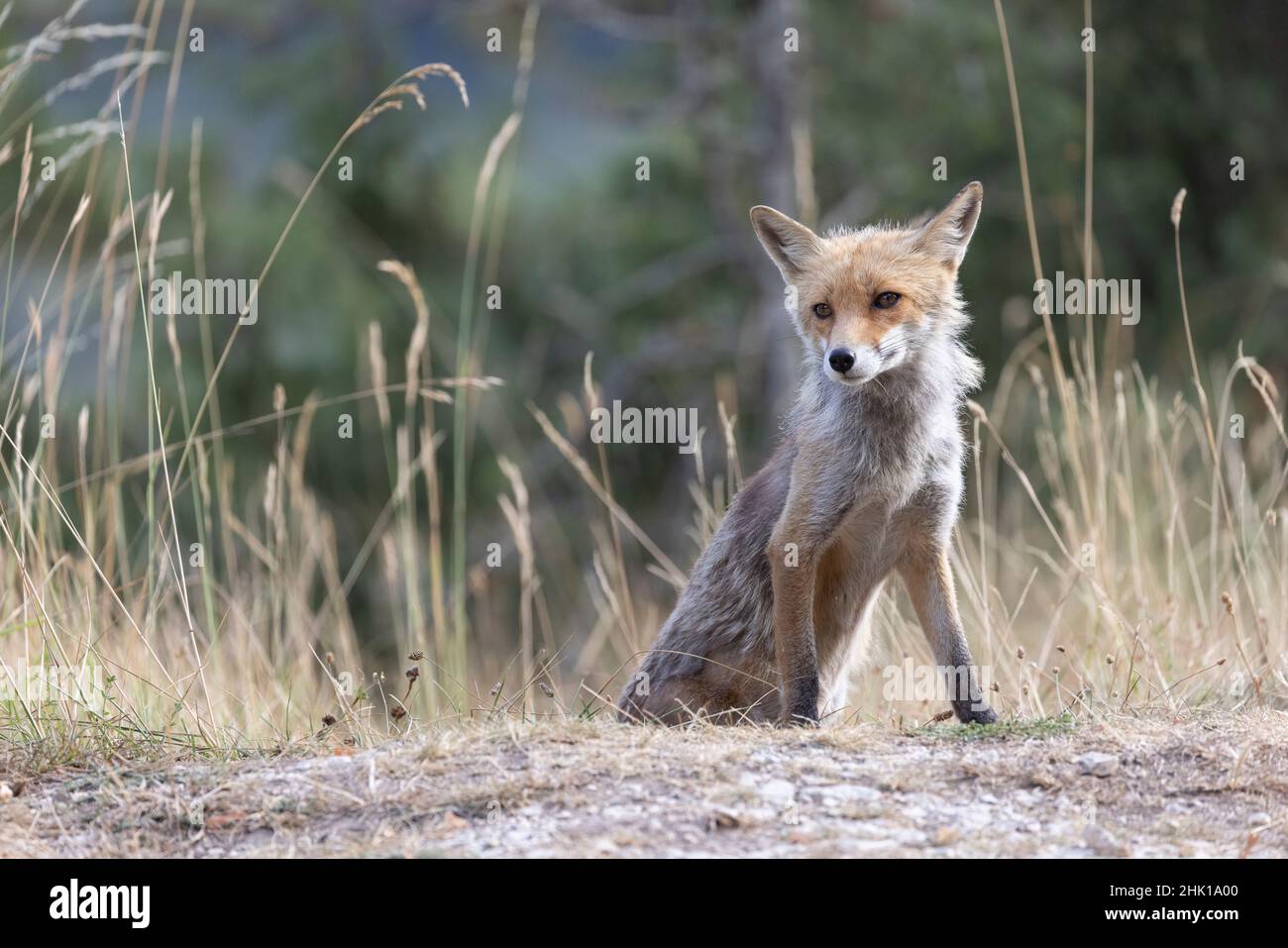 Red fox on a meadow, in Italy, Abruzzo Stock Photo - Alamy