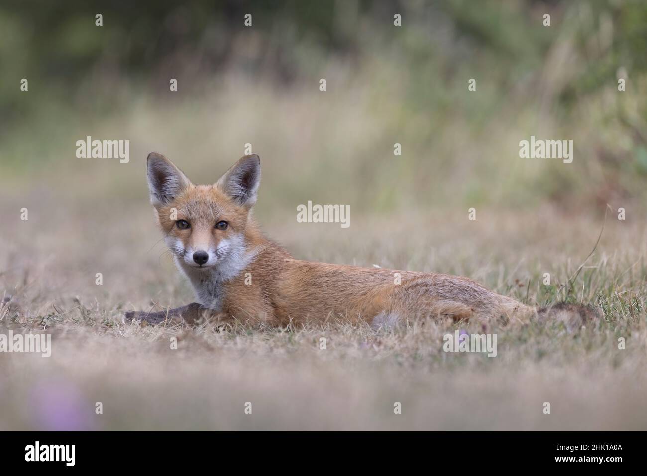 Red fox on a meadow, in Italy, Abruzzo Stock Photo - Alamy