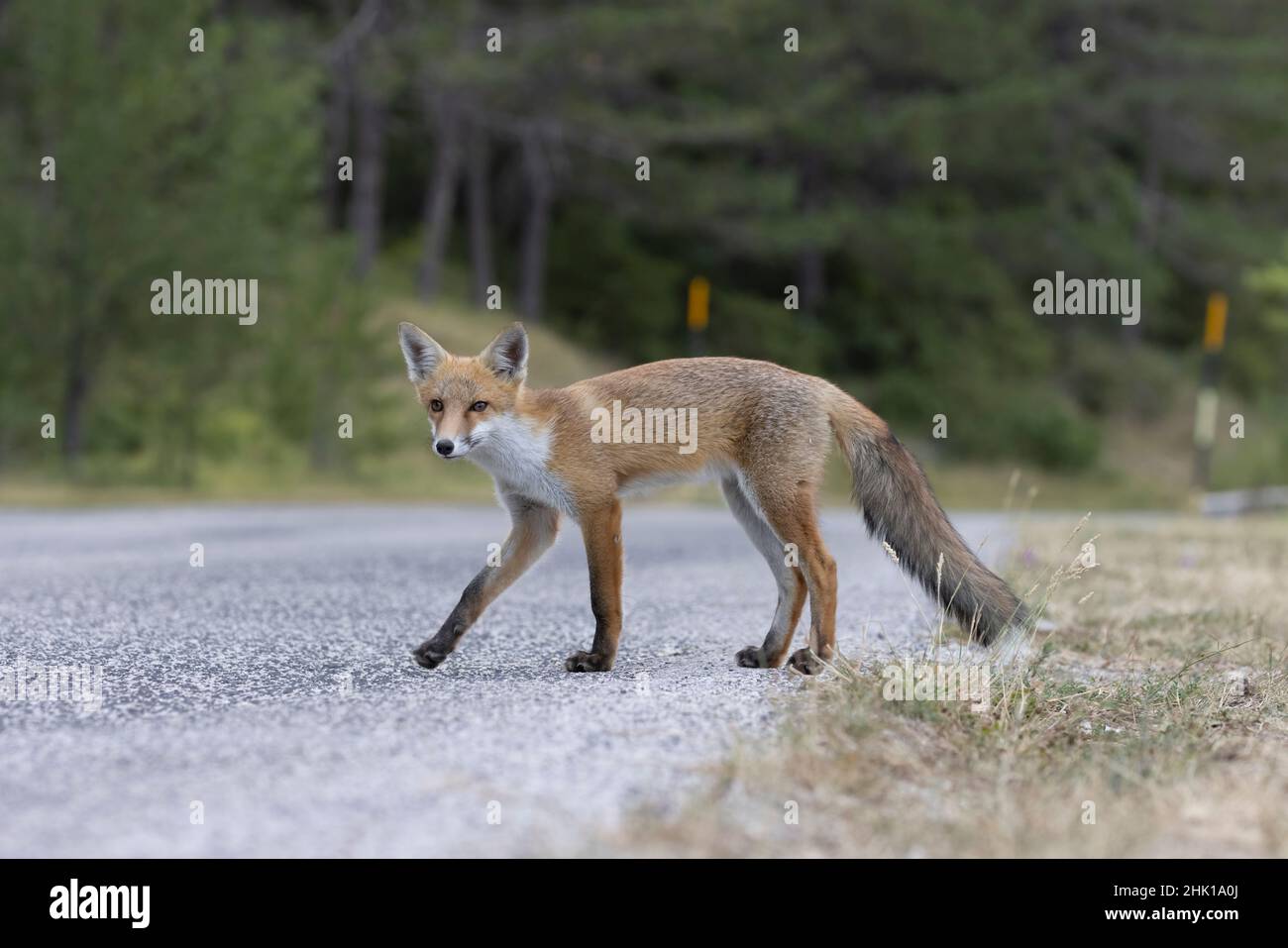 Confident fox in the middle of the road Stock Photo - Alamy