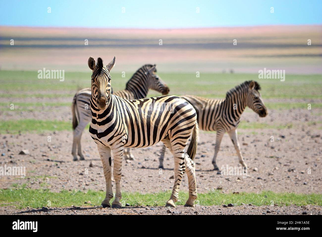 Namibia desert fauna hi-res stock photography and images - Alamy