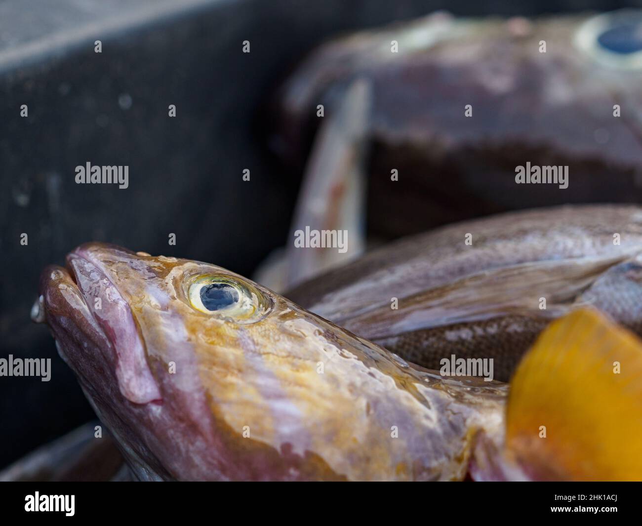 Fresh fish caught during a fishing competition in Klaksvik city on ...