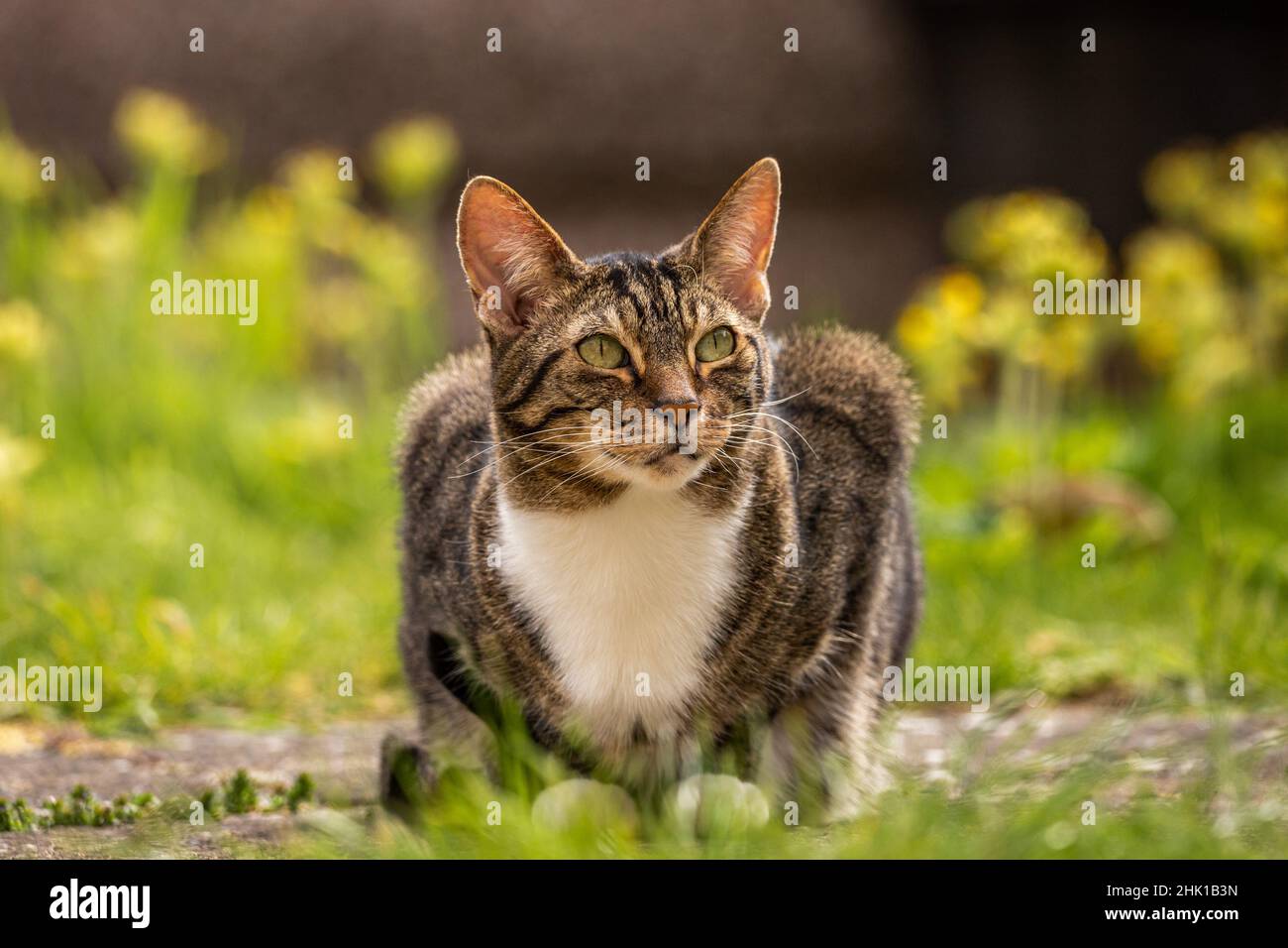 Short haired tabby cat hi-res stock photography and images - Alamy