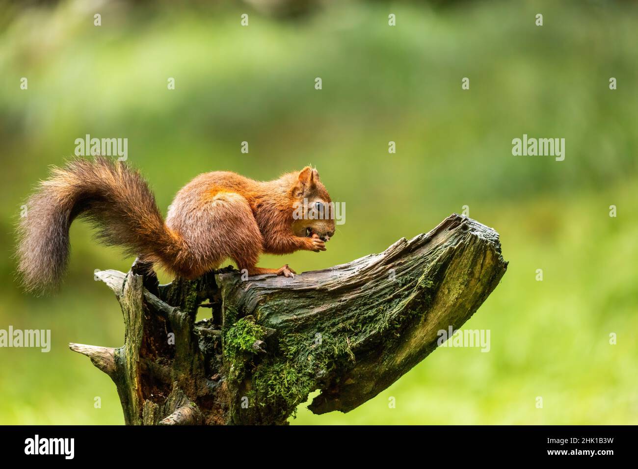 Red squirrel eating a nut hi-res stock photography and images - Alamy