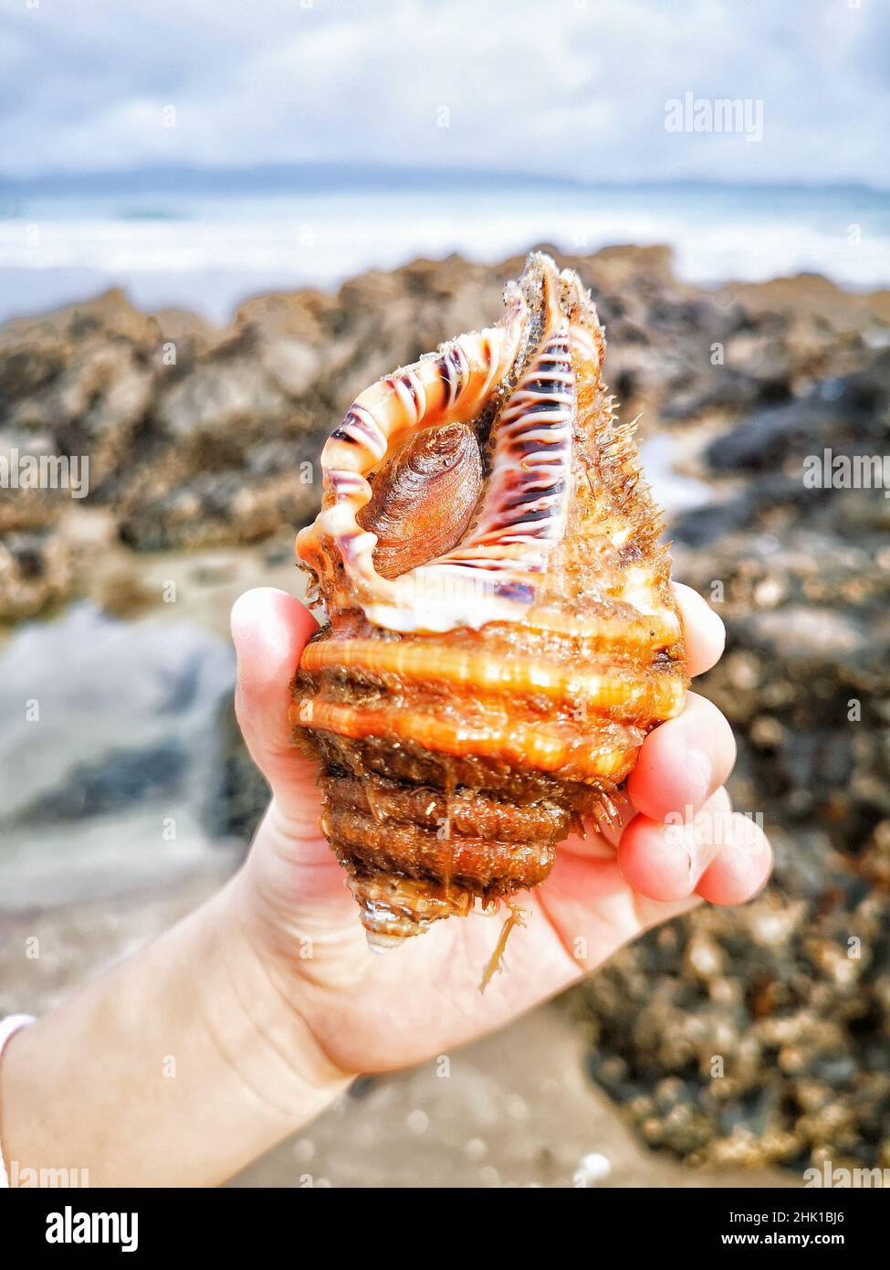Beautiful vertical shot of the seashell in the hand Stock Photo - Alamy