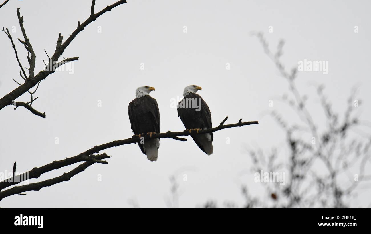 Mating pair of Bald Eagles perched on tree branch front view both heads ...