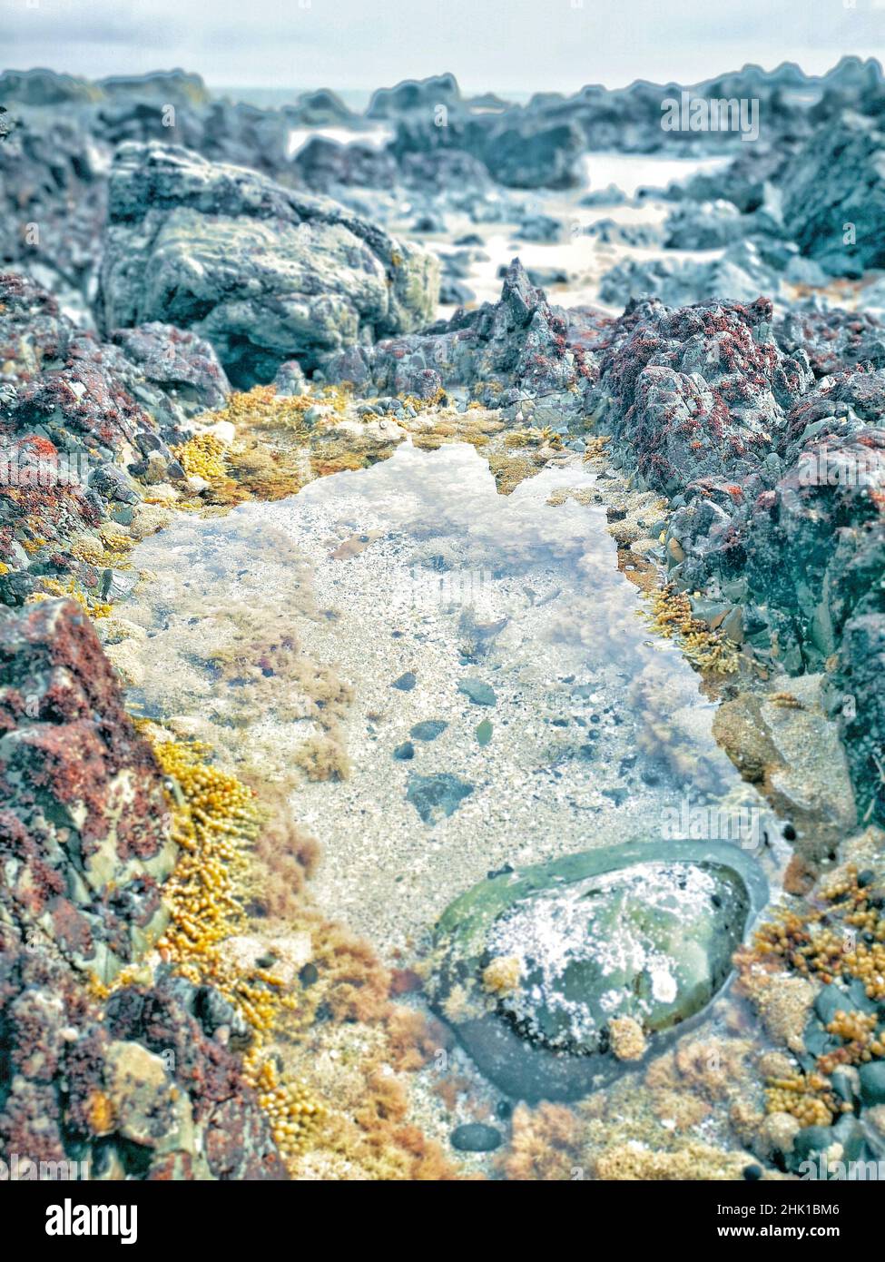 Tide rock pool with clear transparent water Stock Photo - Alamy