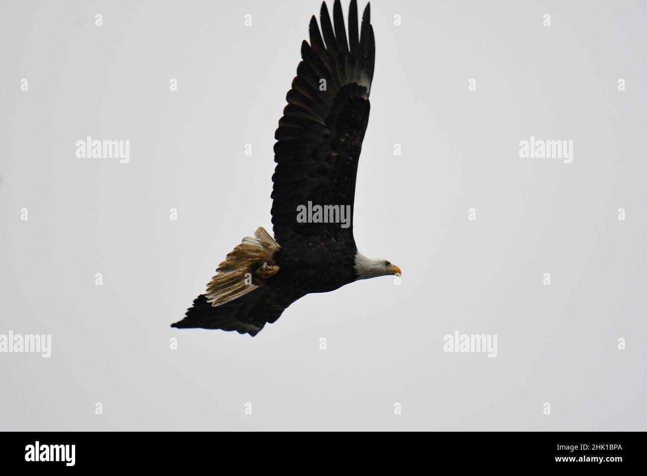 Adult Bald Eagle in flight sky blown out Stock Photo - Alamy