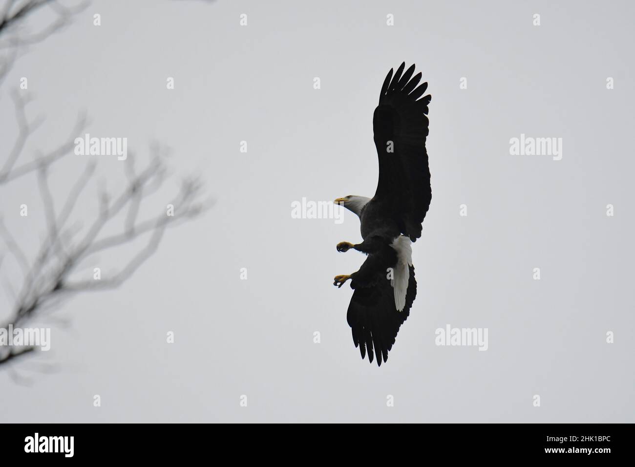 Adult Bald Eagle feet extended about to land on tree branch Stock Photo ...