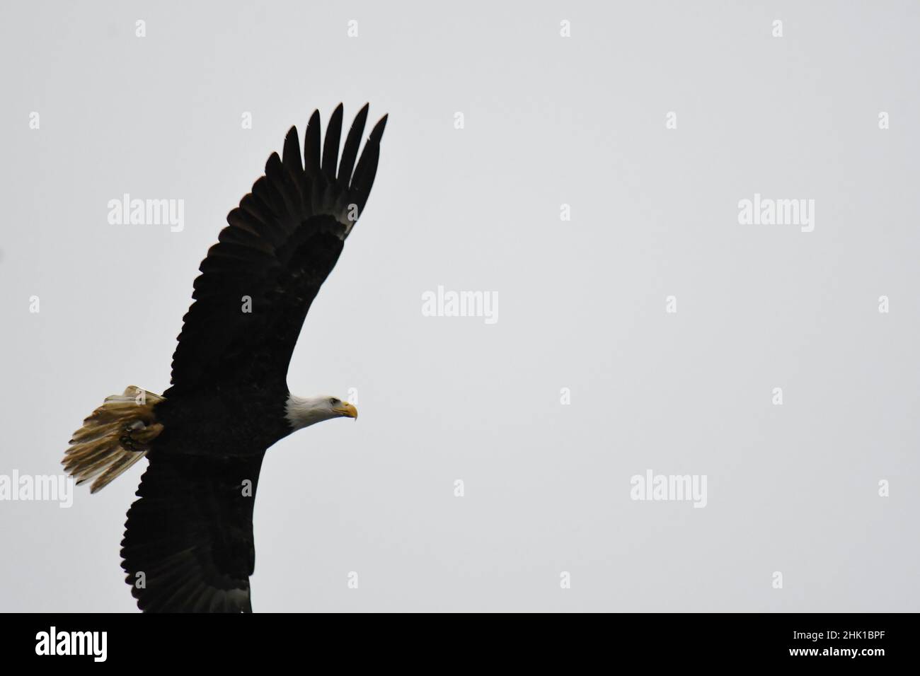 Adult Bald Eagle in flight sky blown out Stock Photo - Alamy