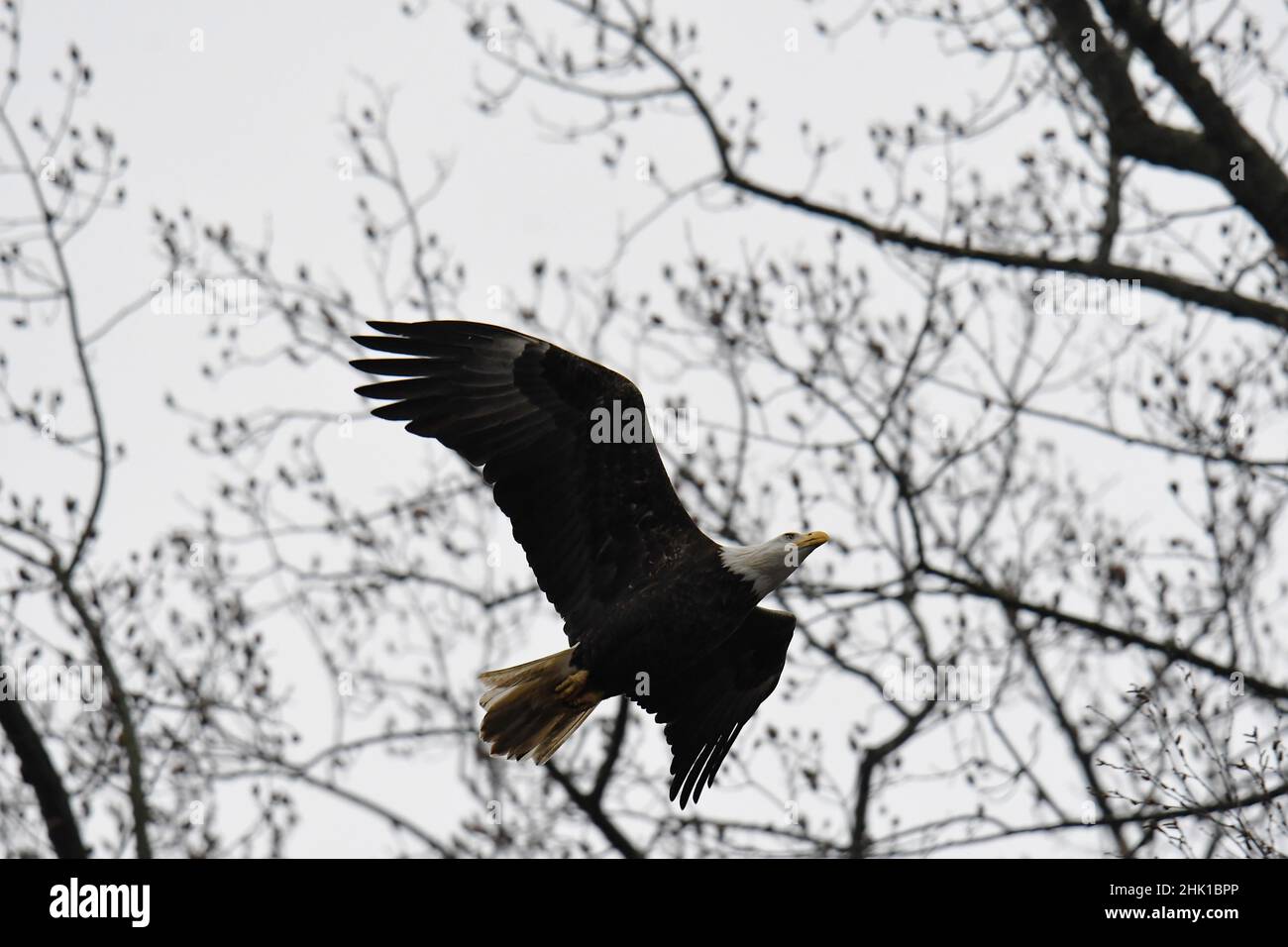Adult Bald Eagle flying tree branches in background Stock Photo - Alamy